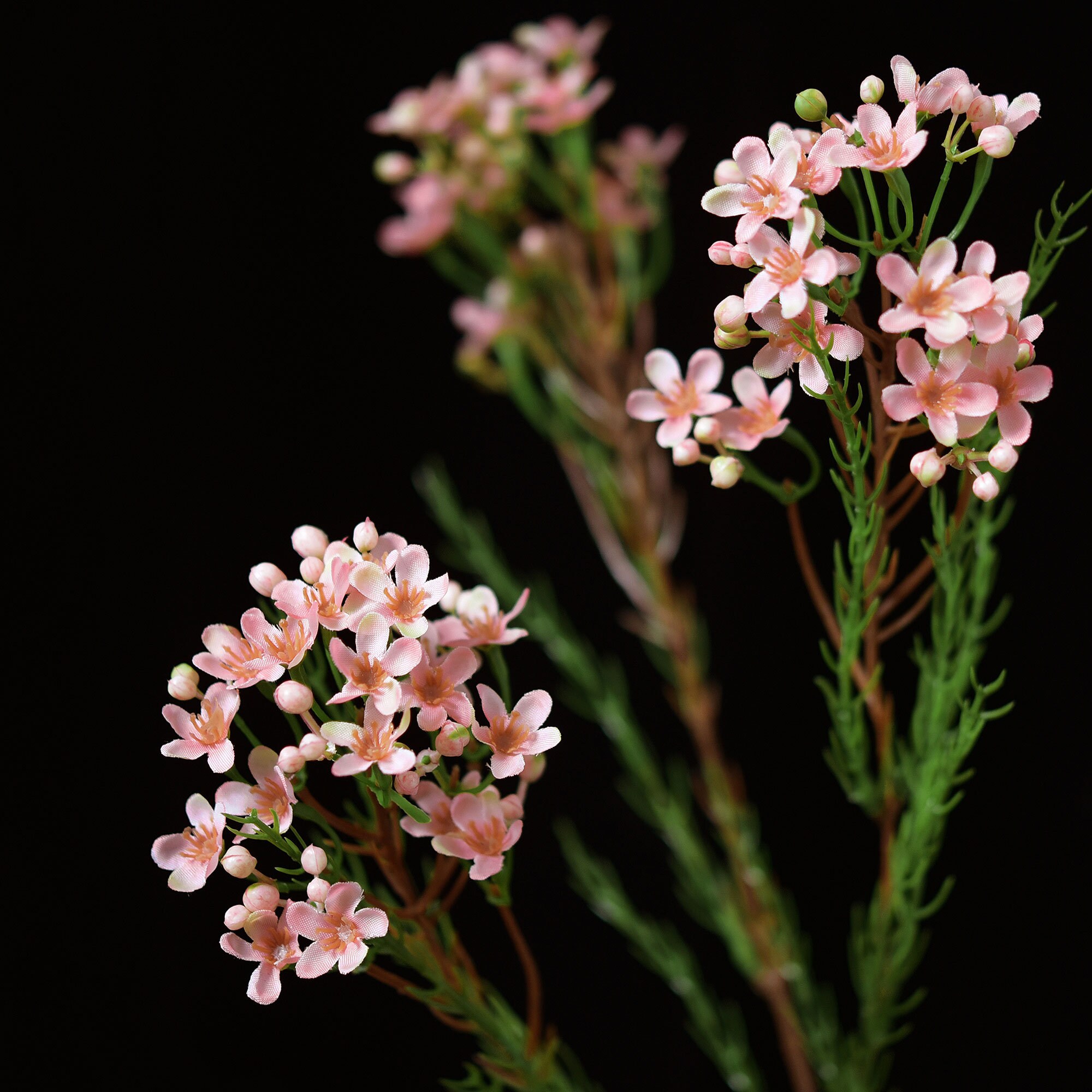Light Pink Wax Flower