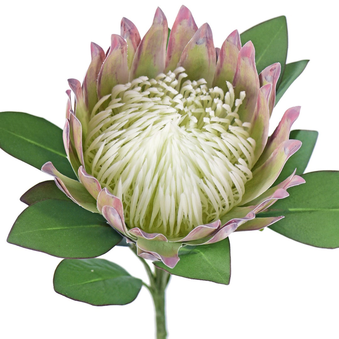 Silk King Protea Stem – Chestnut Floral, Tropical Decor, 2.5 Ft Tall - Etsy
