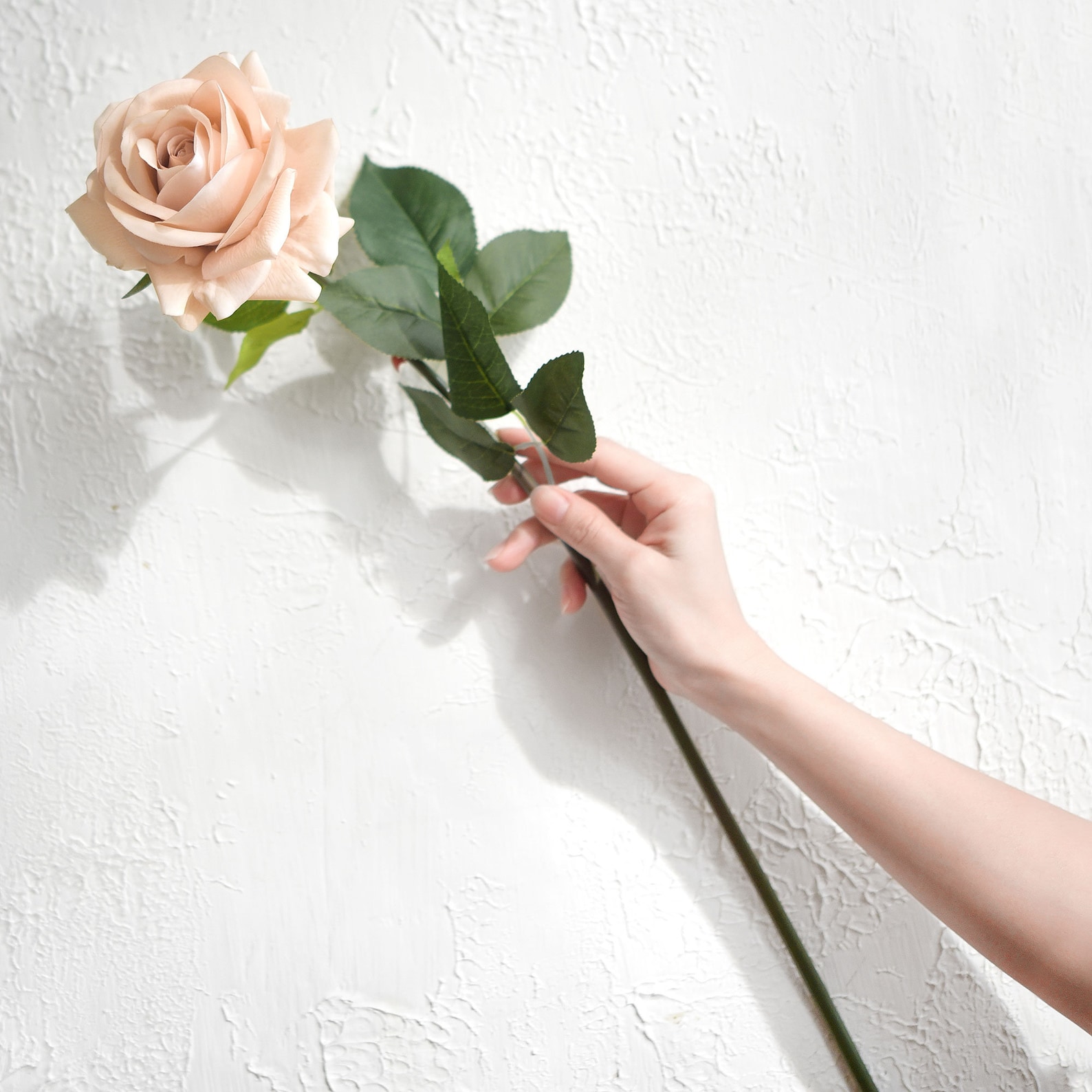 6 Long Stems Chocolate Pink Real Touch Garden Roses Large Blooms - Etsy