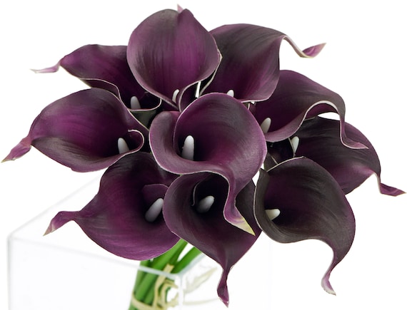 Purple Calla Lily Flower
