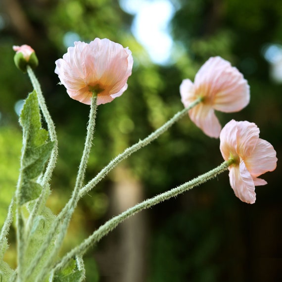 Light Pink Poppy Flower