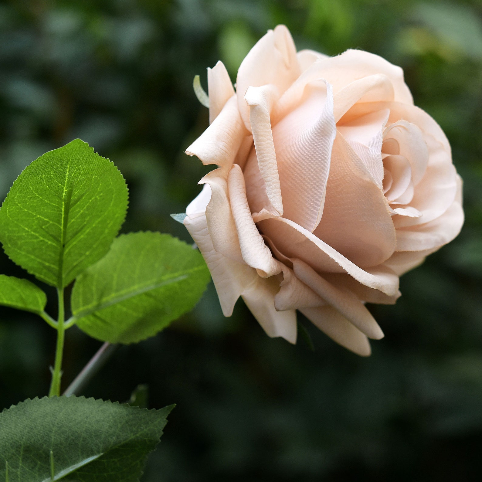 6 Long Stems Chocolate Pink Real Touch Garden Roses Large Blooms - Etsy