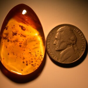 Tropical Winged Ant in Dominican Amber Fossil GEM Cabochon - Etsy