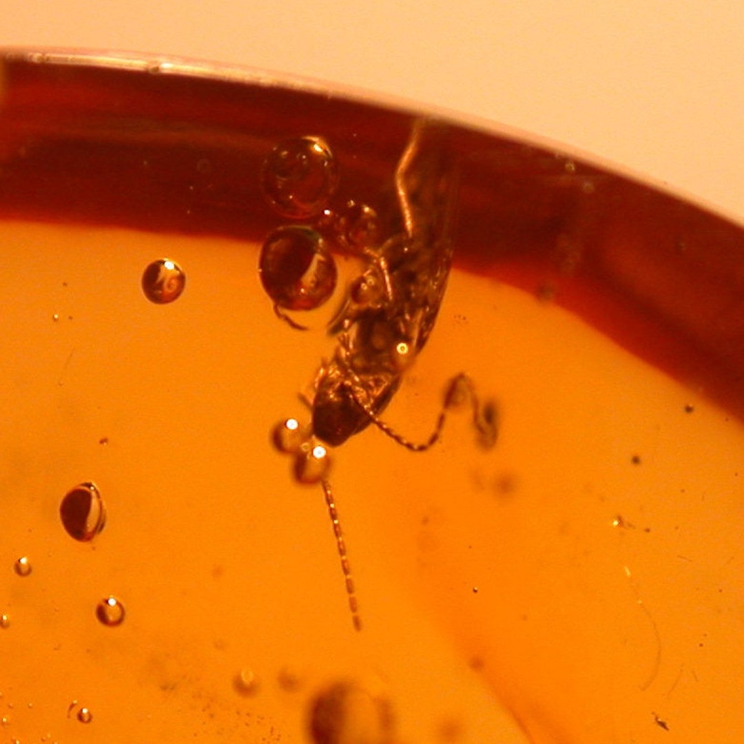 Cockroach Nymph, Gall Gnat in Authentic Dominican Amber Fossil Gemstone ...