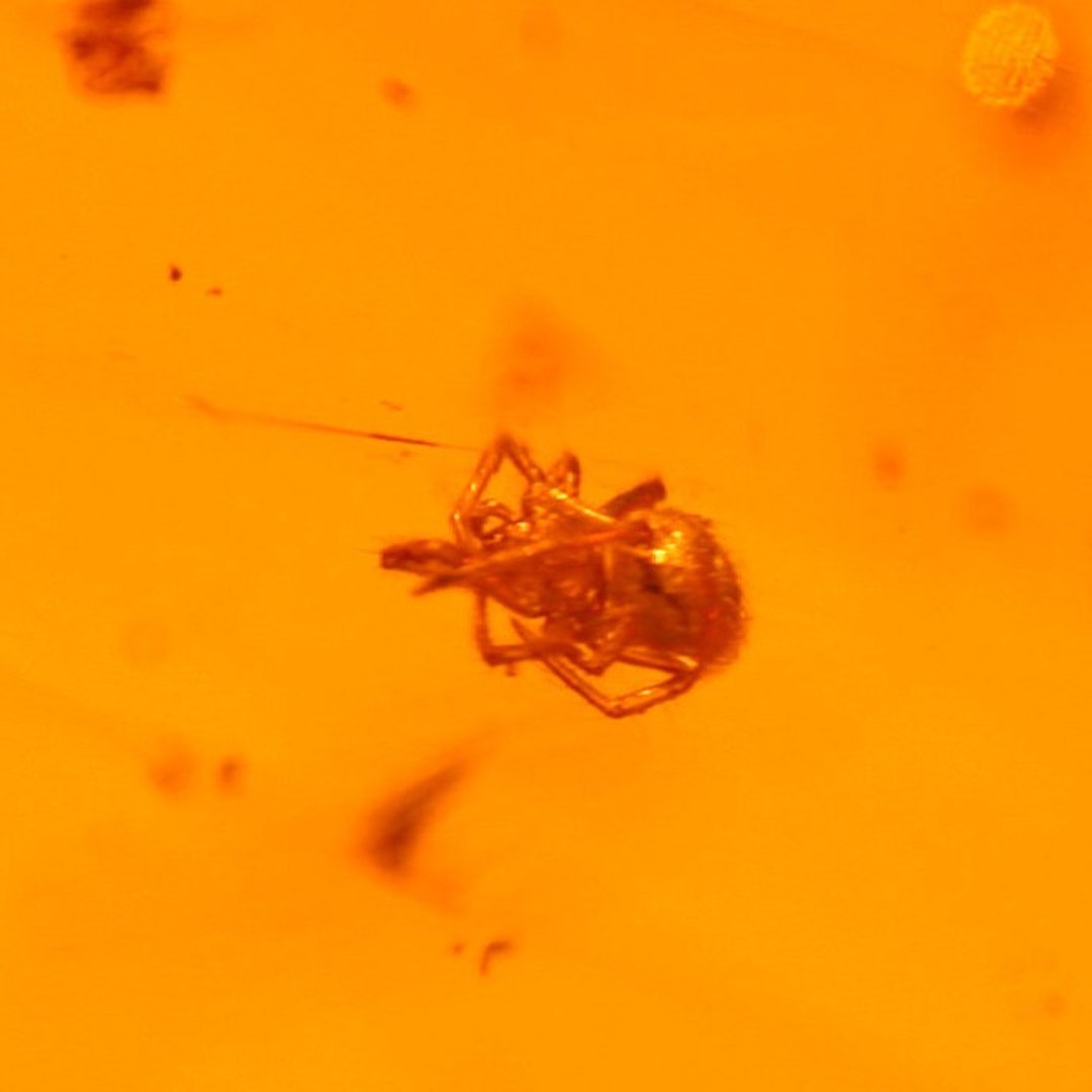 Beautiful Spider With Biting Midge in Authentic Dominican Amber Fossil ...