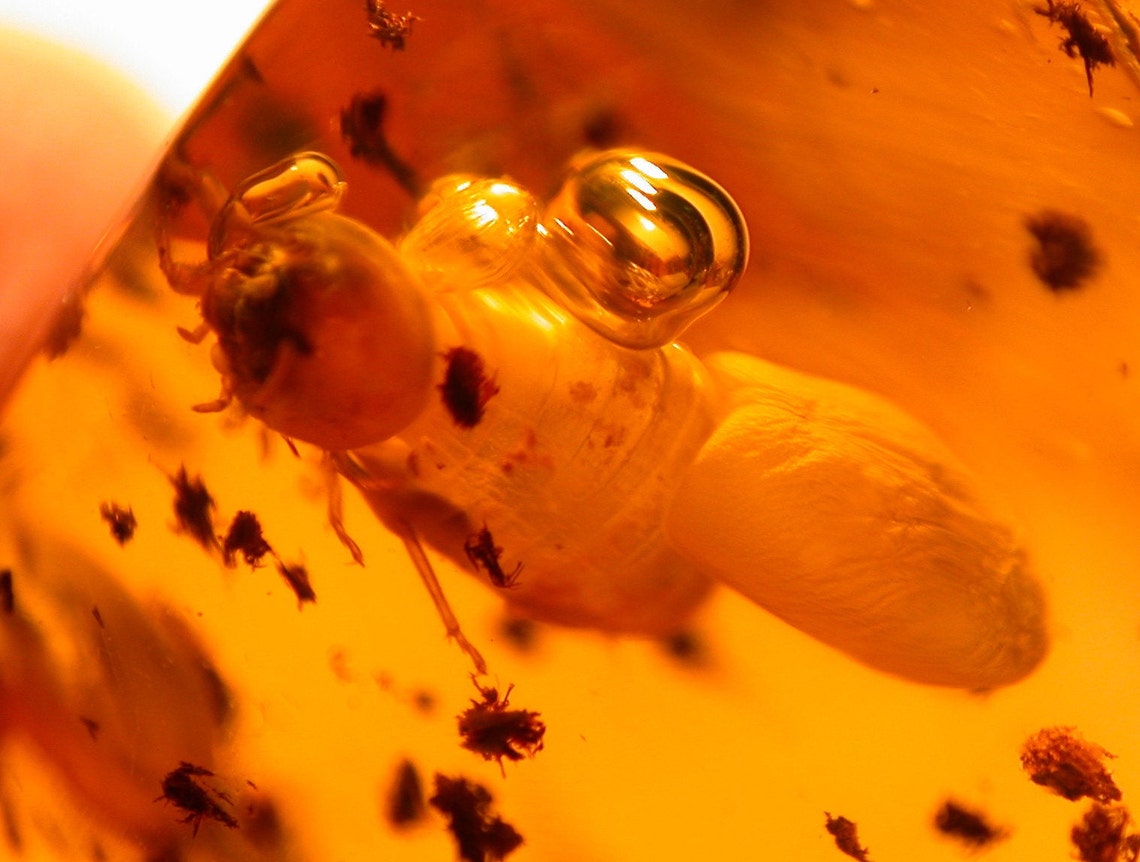 Bloated Methane Termite With Gas Bubbles Sawdust in Authentic - Etsy