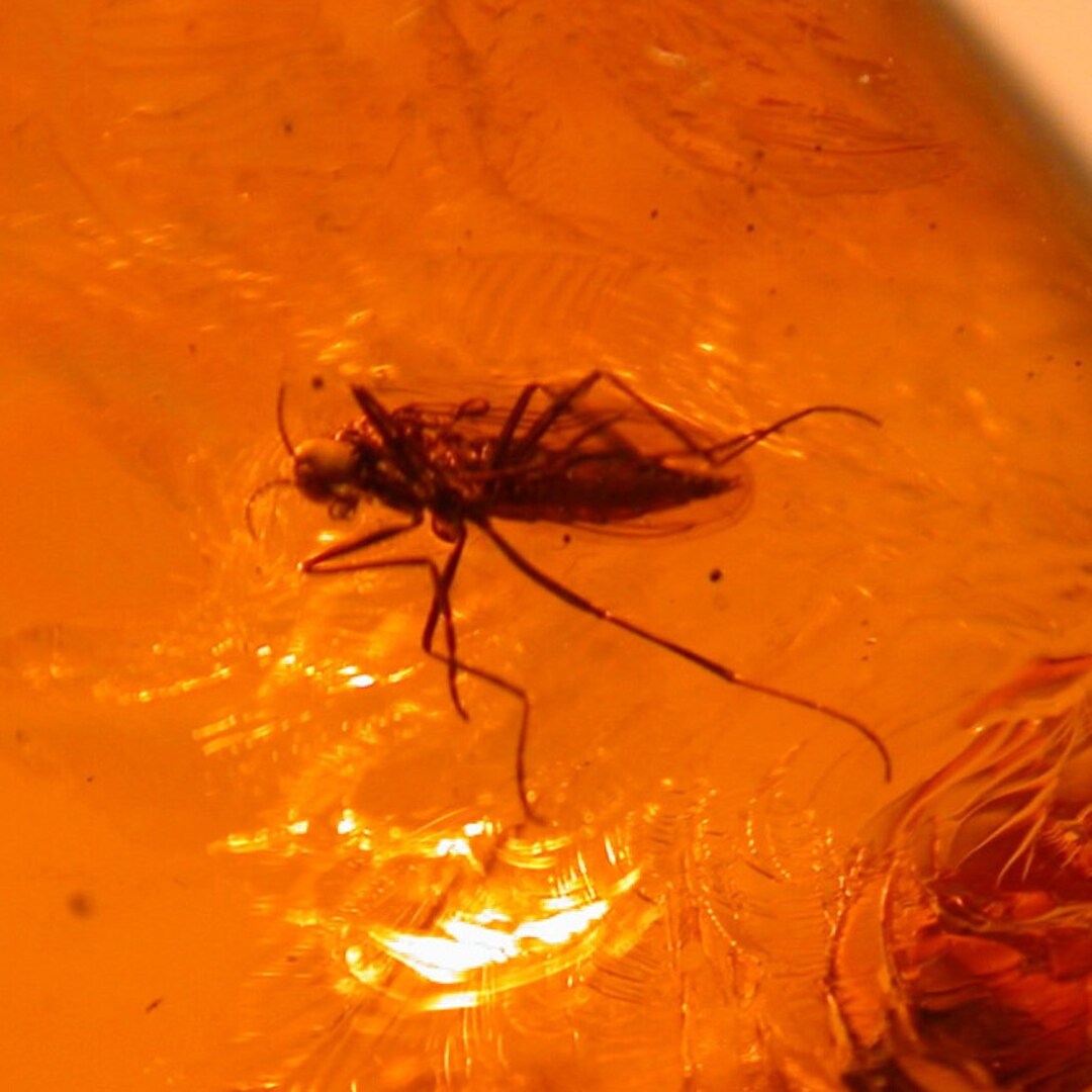 Beautiful Bibionid March Fly in Authentic Dominican Amber Fossil ...