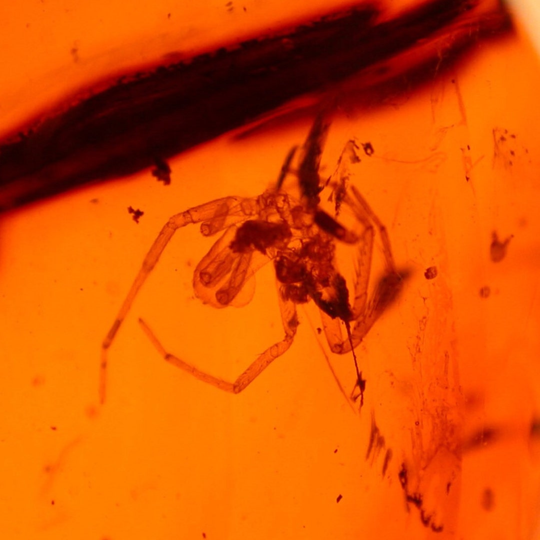 Long Legged Spider With Mammal Coprolite Fossil Poop in Authentic ...
