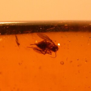 Dominican Amber Fossil Stalactite With Flower Stamen and Psychodid Fly ...