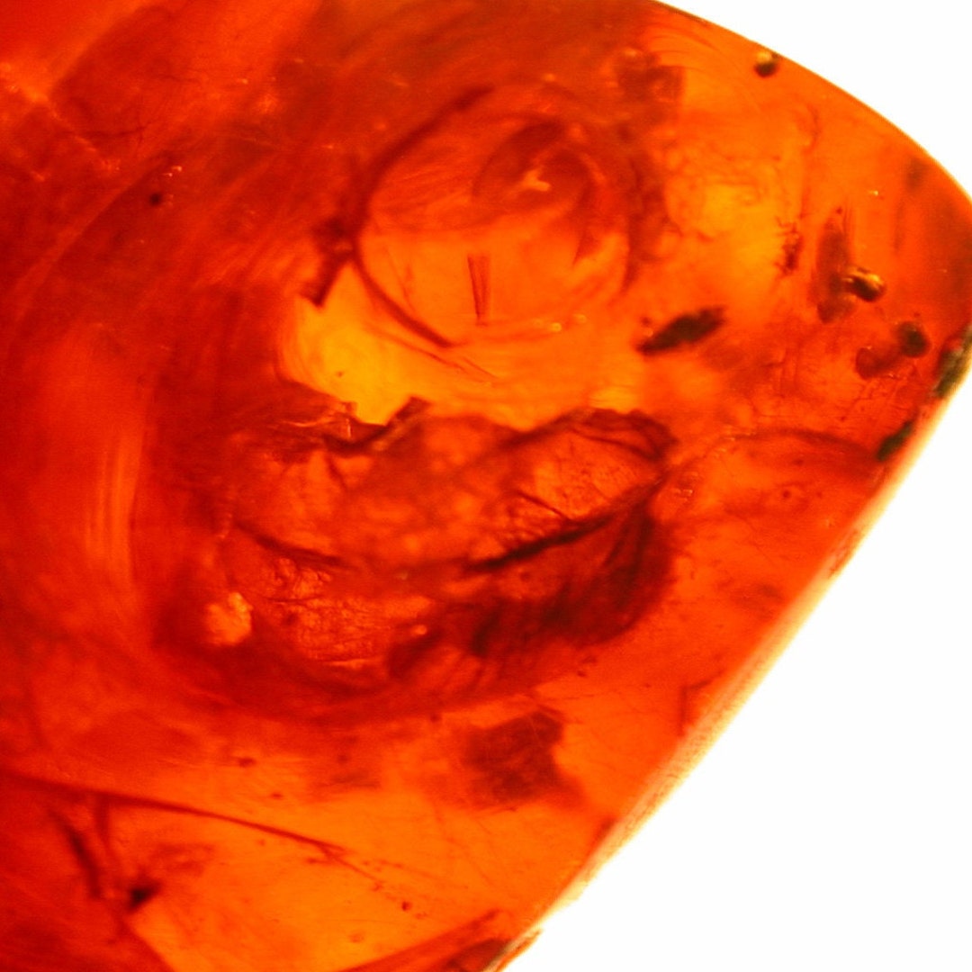 EXTINCT Hymenaea Flower Petal, Cricket in Authentic RED Dominican Amber ...