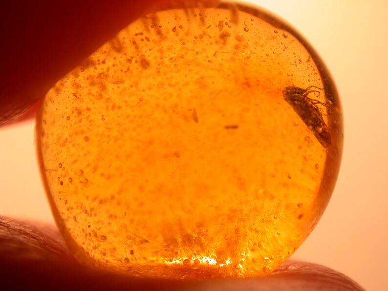 Beautiful Homopteran Insect From Family Issidae in Authentic - Etsy