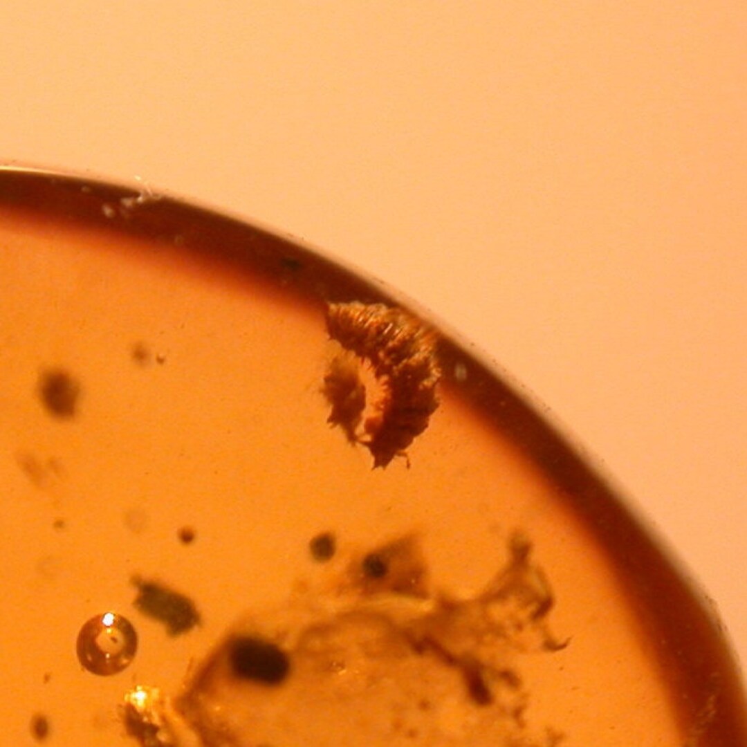 Caterpillar Larva in Authentic Dominican Amber Fossil Gemstone - Etsy