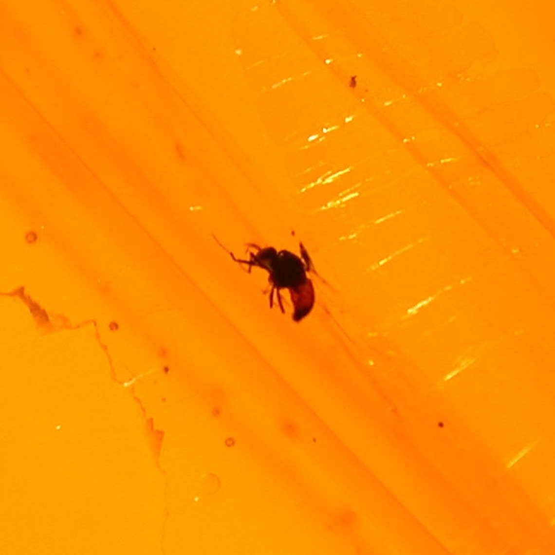 Beautiful Spider With Biting Midge in Authentic Dominican - Etsy