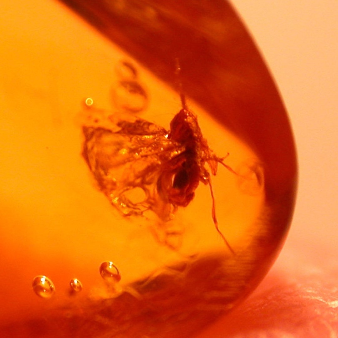 Planthopper Insect, Barklouse, Gall Gnat in Dominican Amber Fossil ...