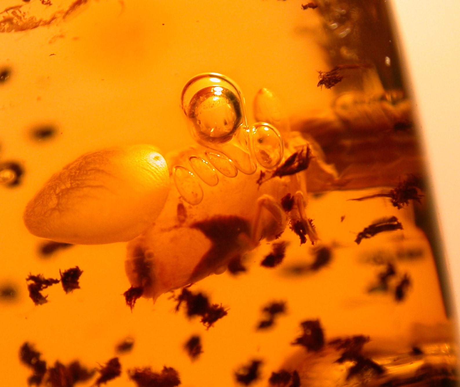 Bloated Methane Termite With Gas Bubbles Sawdust in Authentic - Etsy