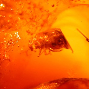True Bug With Fungus Gnat in Authentic Dominican Amber Fossil Cabochon ...