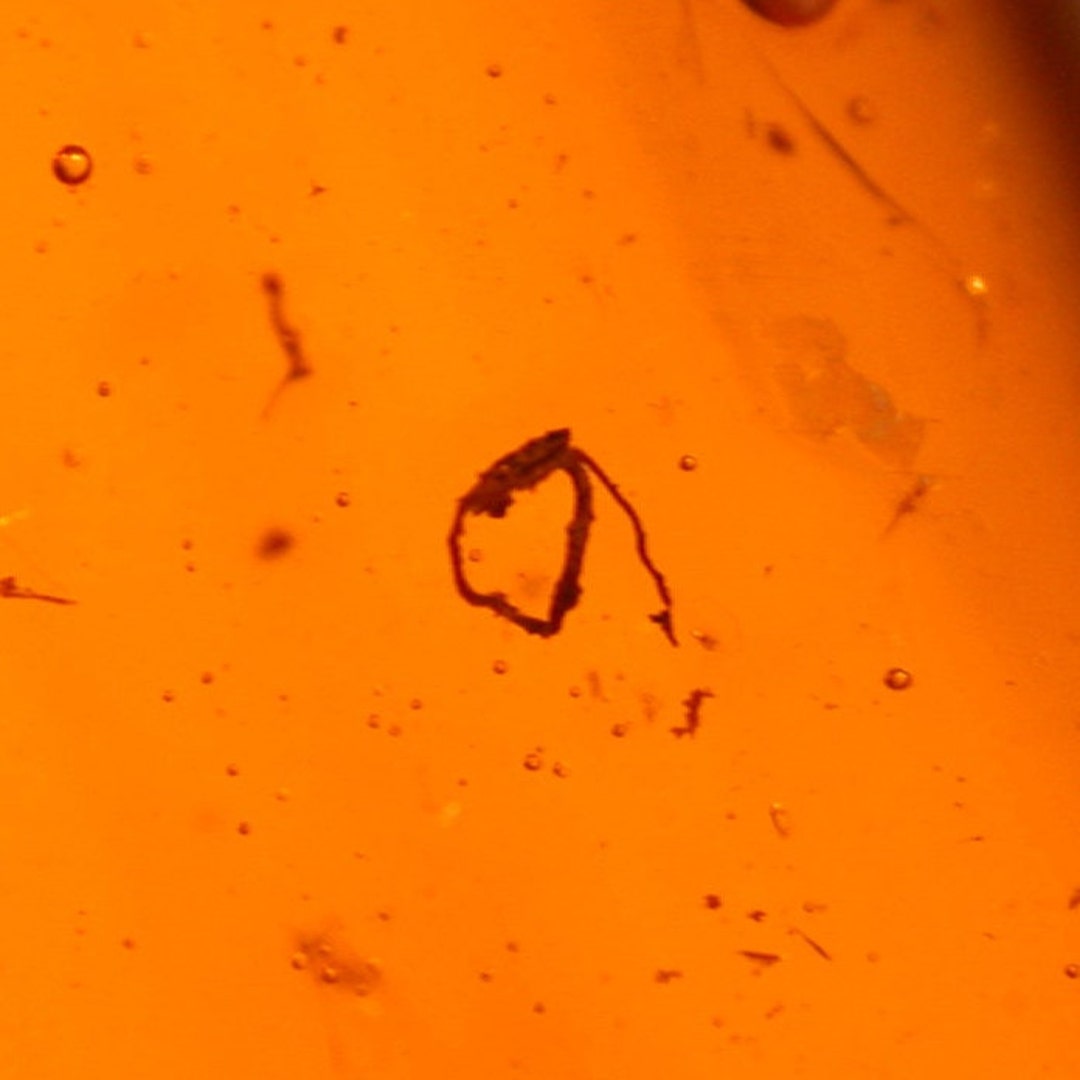 Dominican Amber Fossil Stalactite With Flower Stamen and Psychodid Fly ...