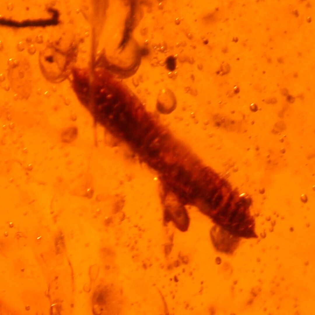 Cretaceous Millipede With EXTINCT Club Fungus in Burmese Burmite Amber ...