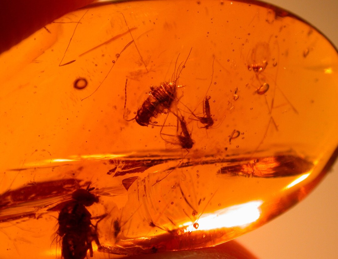 3 Biting Sand Flies, Cockroach Nymph, Fat Fly in Authentic Dominican ...