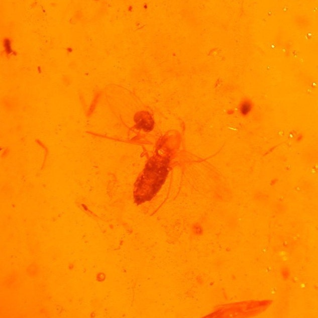 Superb Winged Male Ant With Psychodid Fly in Authentic Fossil Dominican ...