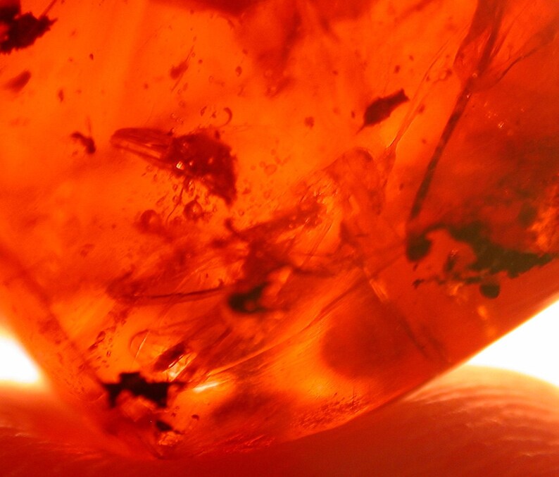 Extinct Hymenaea Flower Petal Cricket in Authentic RED - Etsy