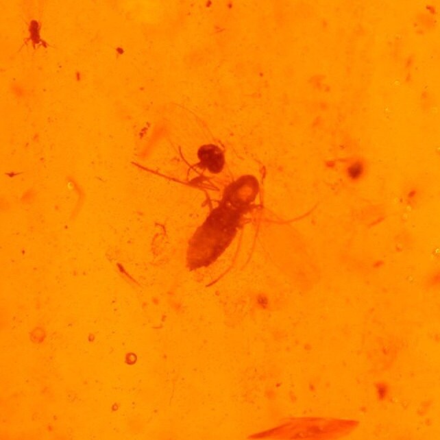 Superb Winged Male Ant With Psychodid Fly in Authentic Fossil Dominican ...