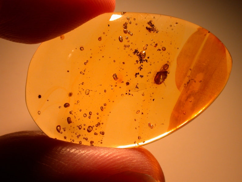 Tropical Winged Ant in Dominican Amber Fossil GEM Cabochon - Etsy