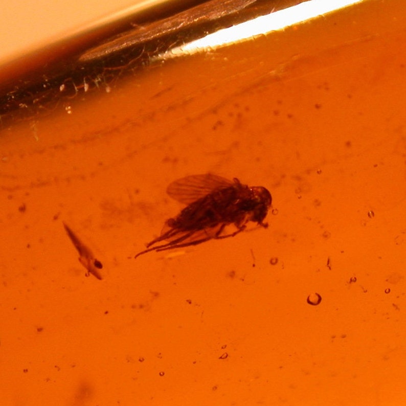 Dominican Amber Fossil Stalactite With Flower Stamen and Psychodid Fly ...