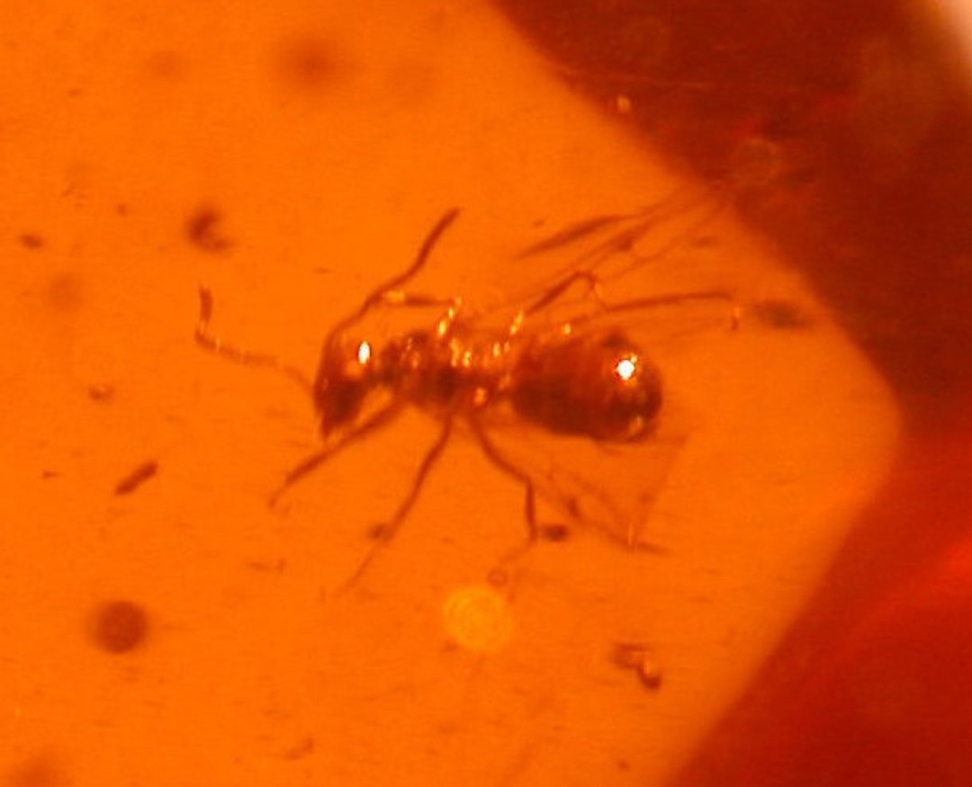 Superb Winged Male Ant With Psychodid Fly in Authentic Fossil Dominican ...