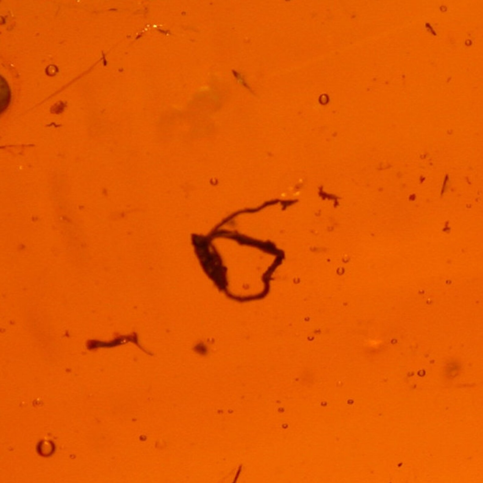 Dominican Amber Fossil Stalactite With Flower Stamen and Psychodid Fly ...
