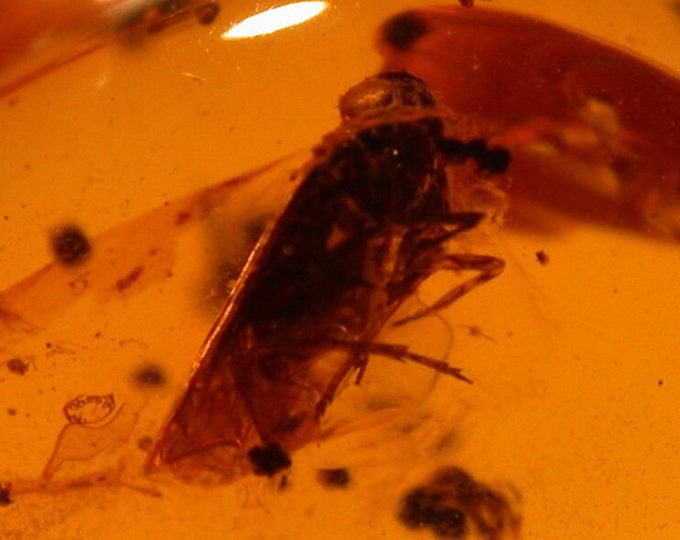 Beautiful Homopteran Insect With Nice Eyes, Mycetophilid Fly in ...