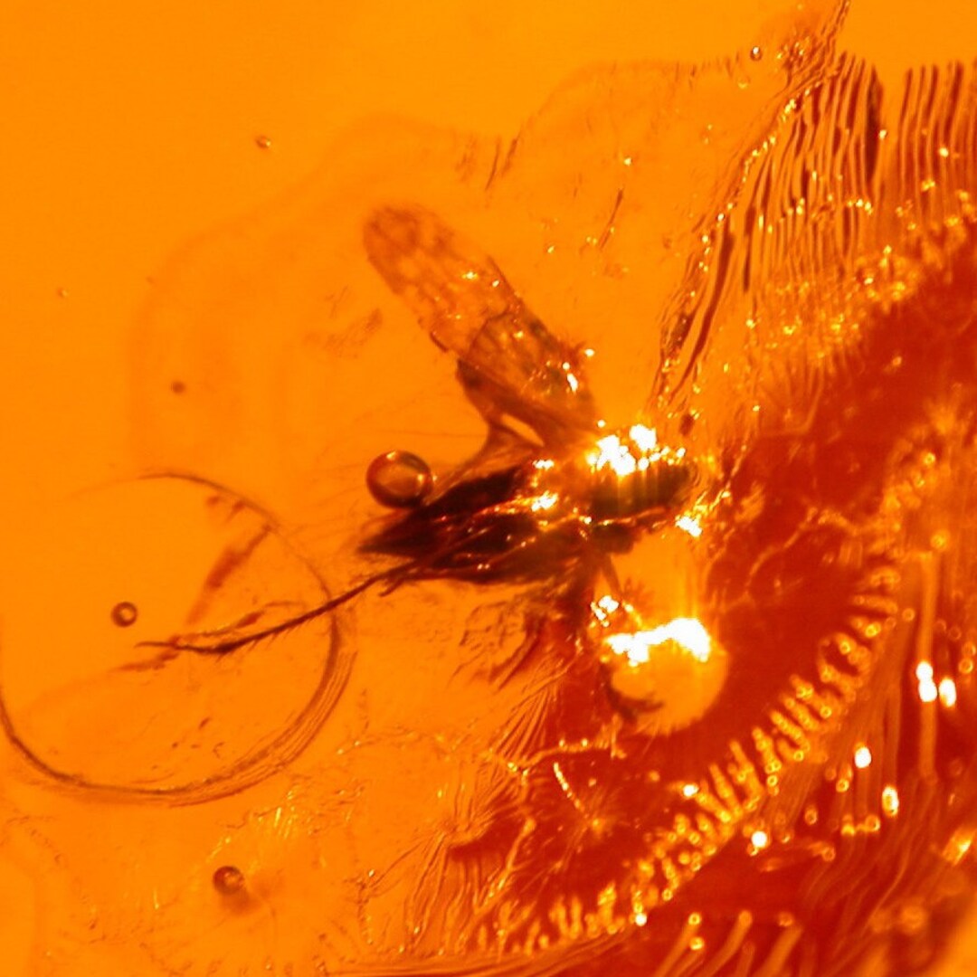 Beautiful Planthopper Fulgoroid Insect With Wide Open Patterned Wings ...