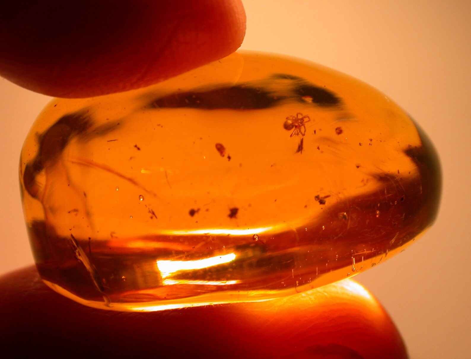 Beautiful Spider With Biting Midge in Authentic Dominican - Etsy