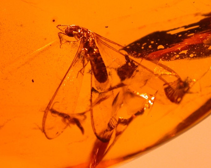 Winged Termite With All 4 Wings Attached, Bethylid Wasp, Fulgoroid With ...