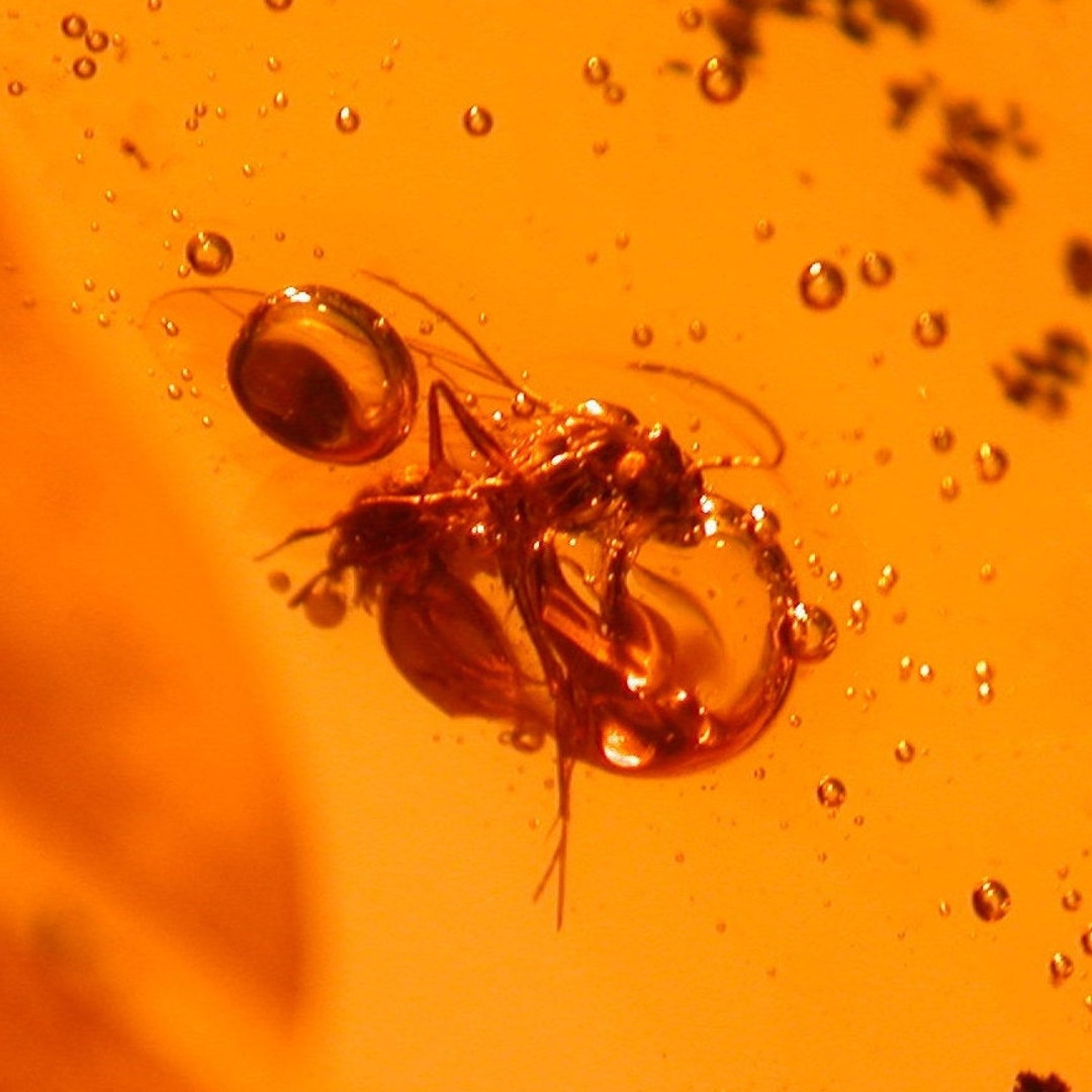 Tropical Winged Ant in Dominican Amber Fossil GEM Cabochon - Etsy