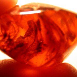 EXTINCT Hymenaea Flower Petal, Cricket in Authentic RED Dominican Amber ...