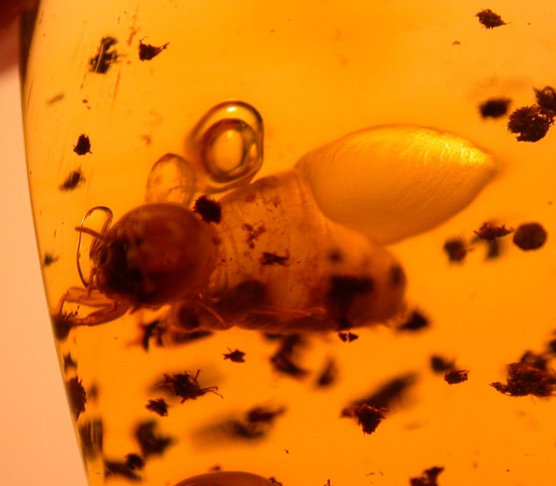 Bloated Methane Termite With Gas Bubbles Sawdust in Authentic | Etsy