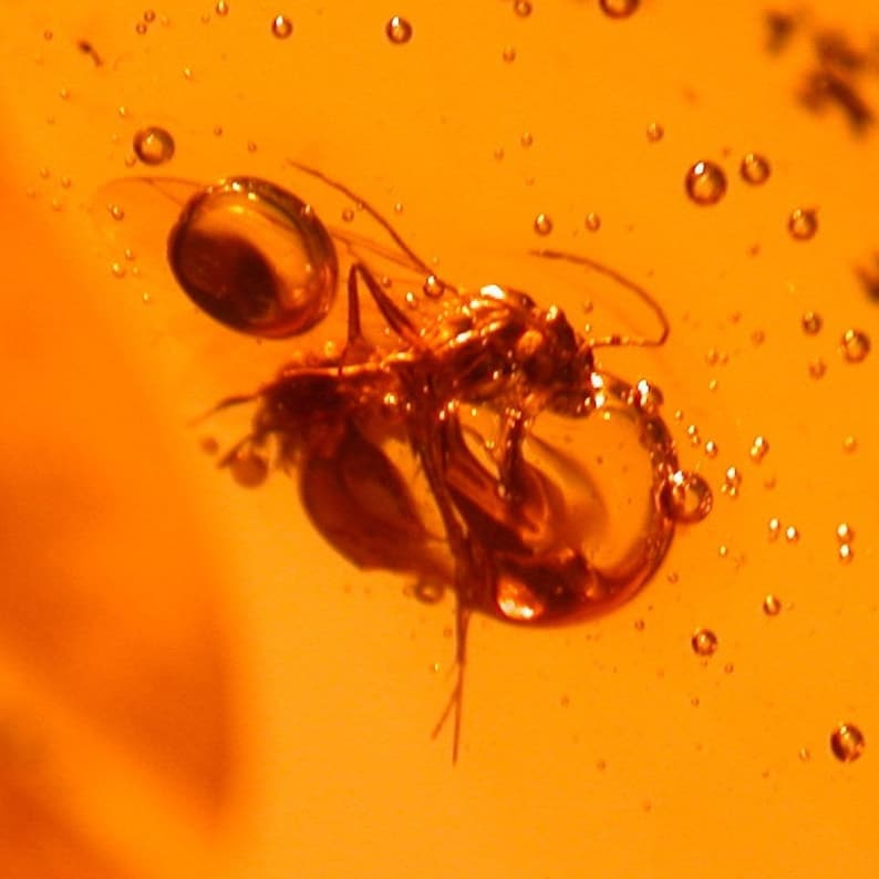 Tropical Winged Ant in Dominican Amber Fossil GEM Cabochon - Etsy