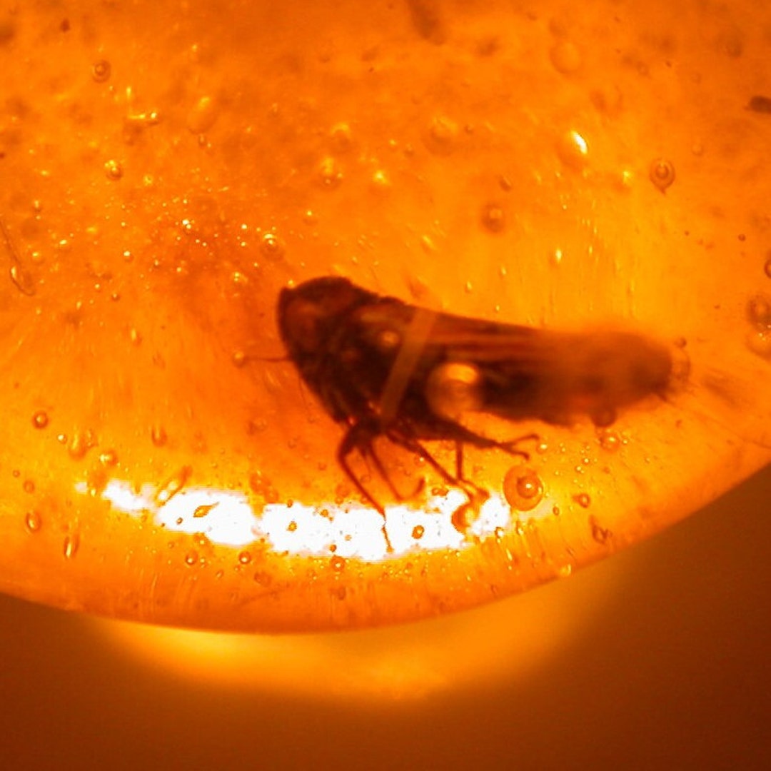 Beautiful Homopteran Insect From Family Issidae in Authentic Dominican ...