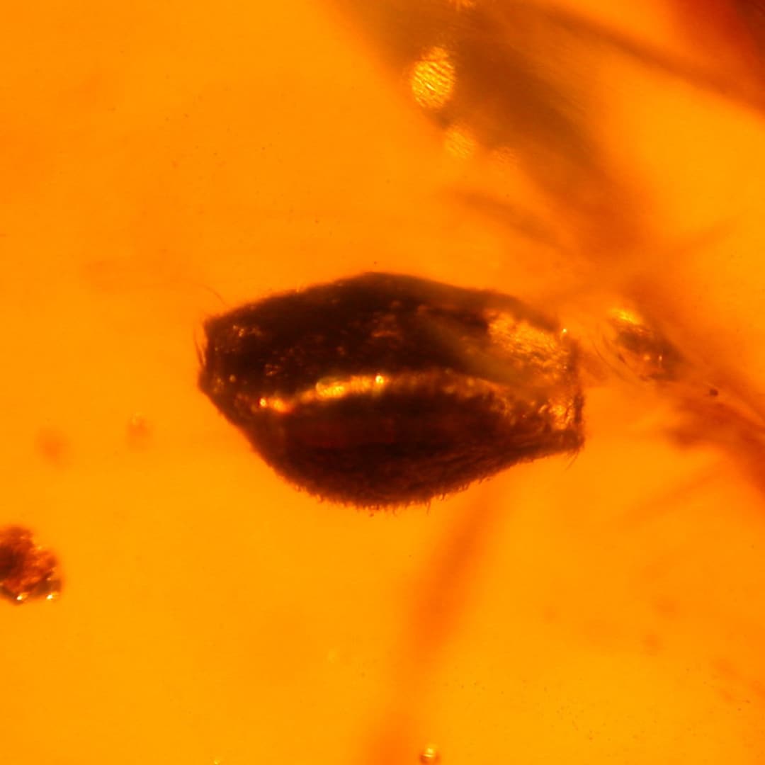 Superb Cup Shaped Flower Sepal, Long Legged Fly in Authentic Dominican ...