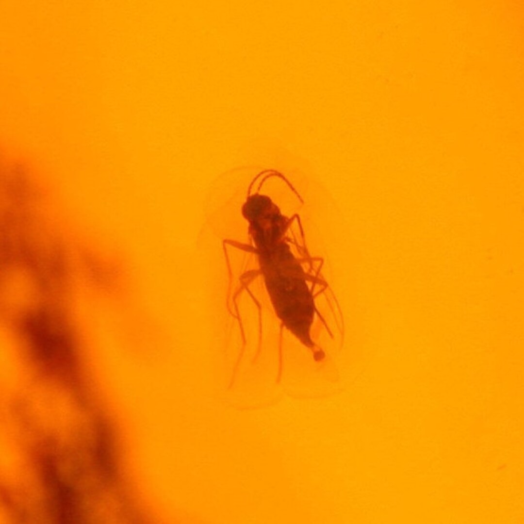 Ancient Fly Caught Laying Egg in Authentic Dominican Amber Fossil ...