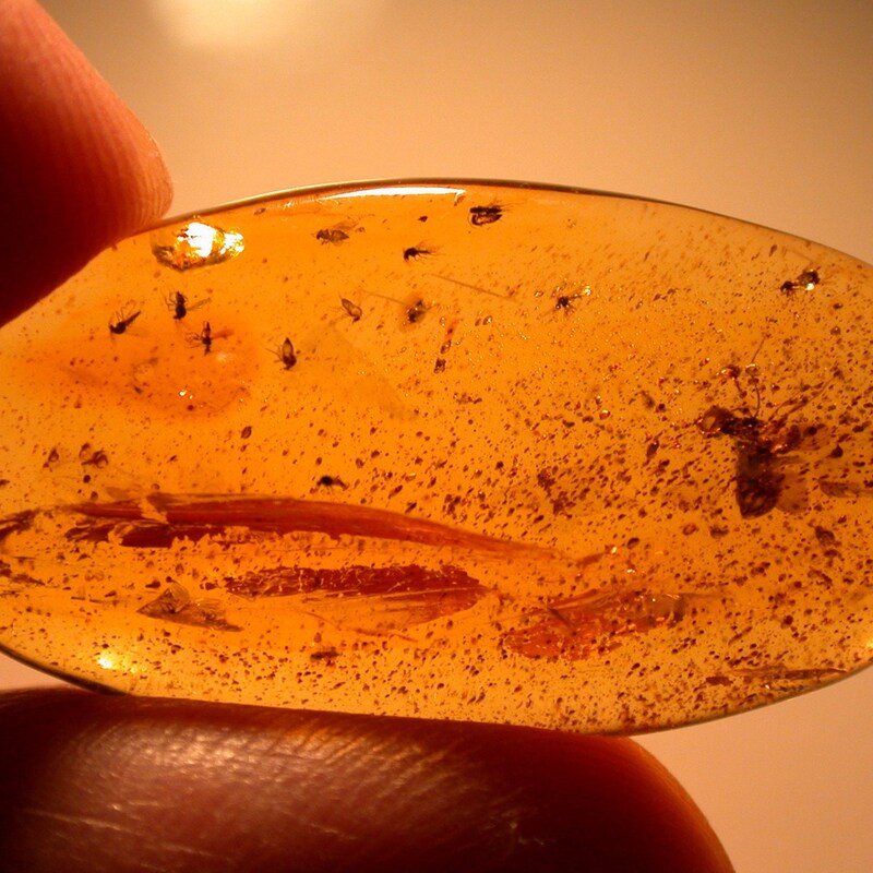Amber With Insect - Etsy