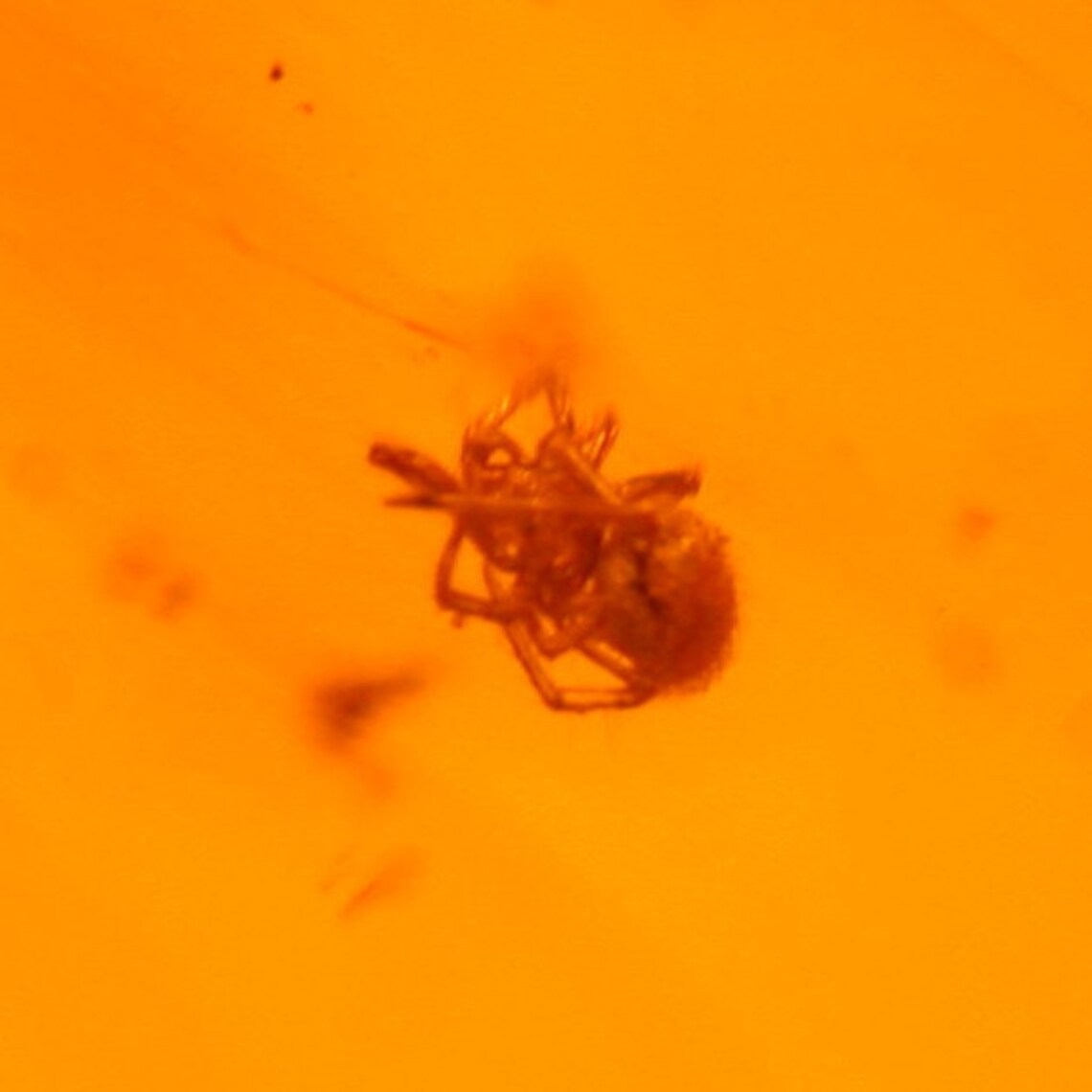 Beautiful Spider With Biting Midge in Authentic Dominican - Etsy