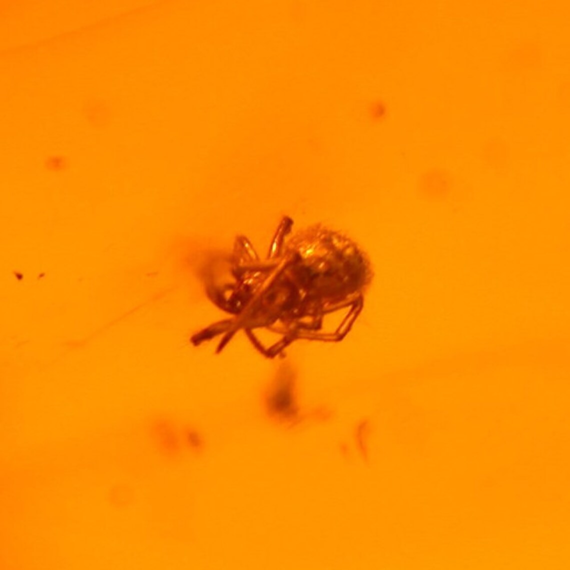 Beautiful Spider With Biting Midge in Authentic Dominican - Etsy