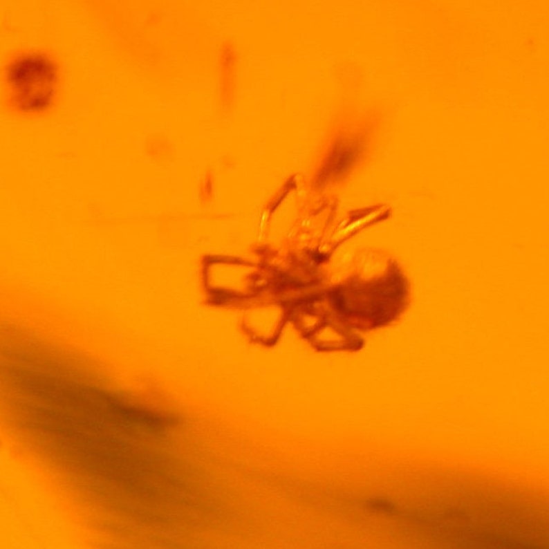 Beautiful Spider With Biting Midge in Authentic Dominican - Etsy