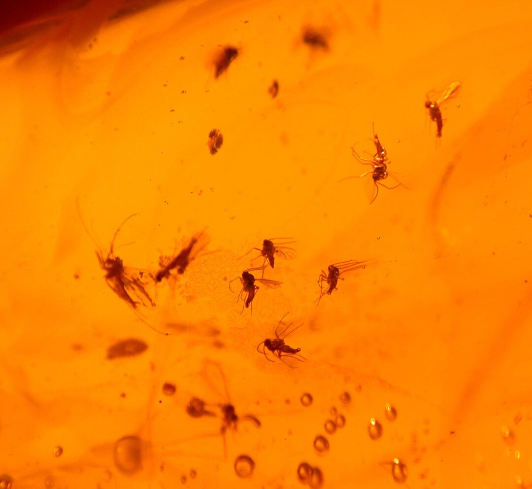 RARE Insect Swarm of 15 Flies in Dominican Amber Fossil Gemstone 5.9 ...