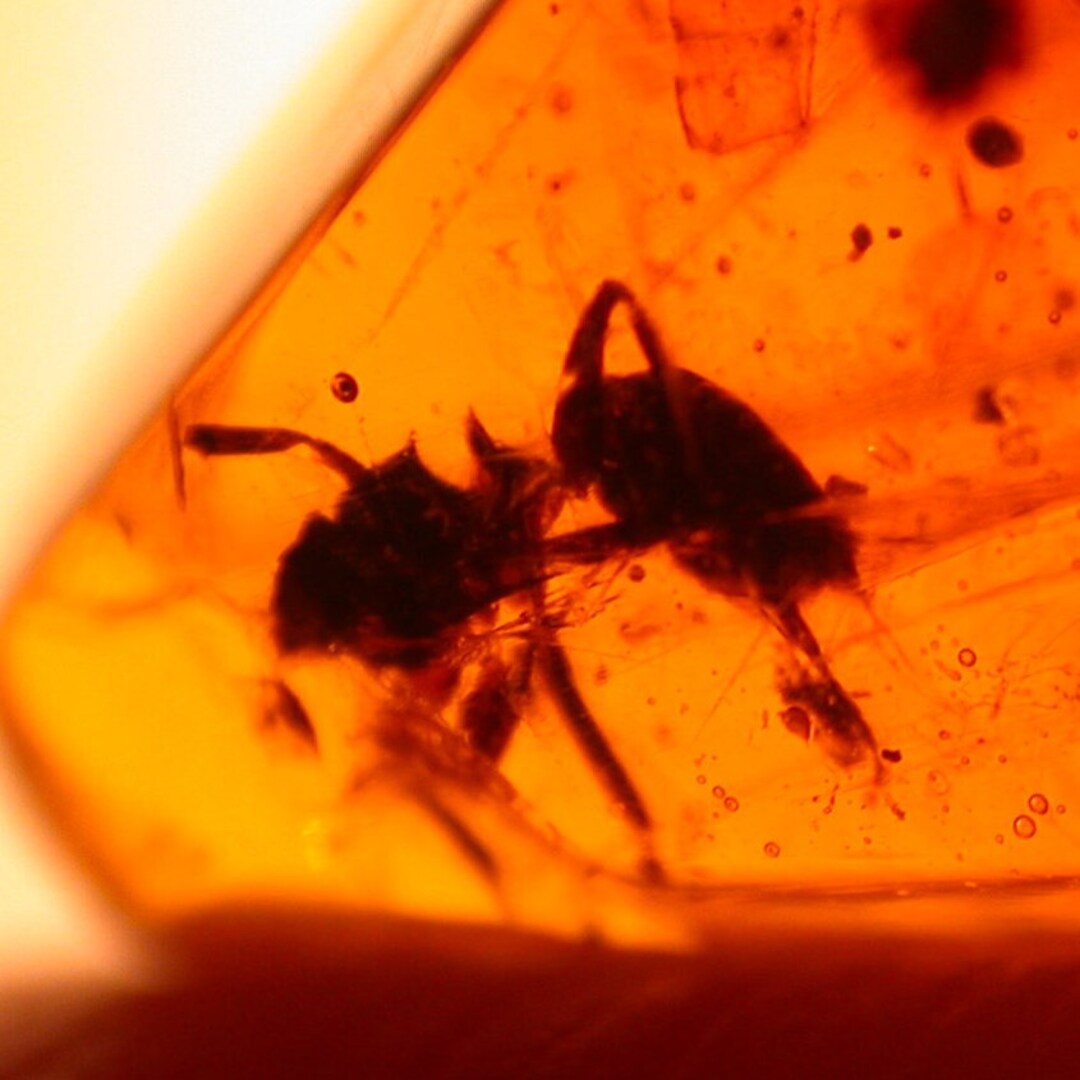 Armored Ant With Thorns, Worker Ant, Gnat, Coprolite Fossil Poop in ...