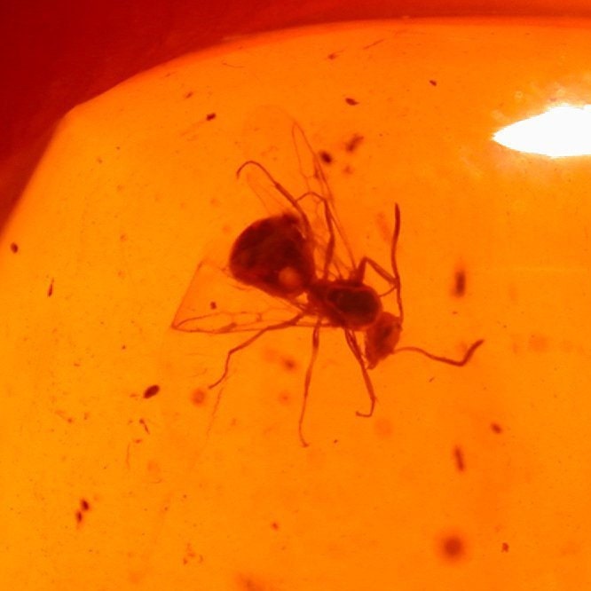 Superb Winged Male Ant With Psychodid Fly in Authentic Fossil Dominican ...