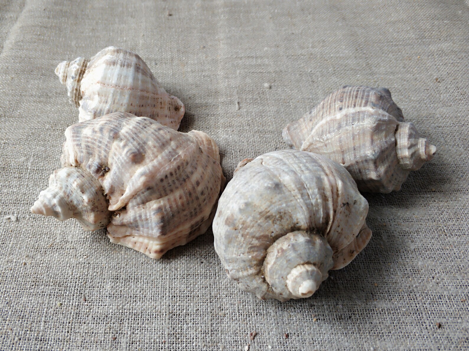 Conch Shell Beach Home Decor Set 4 Different Genuine Sea Shells ...