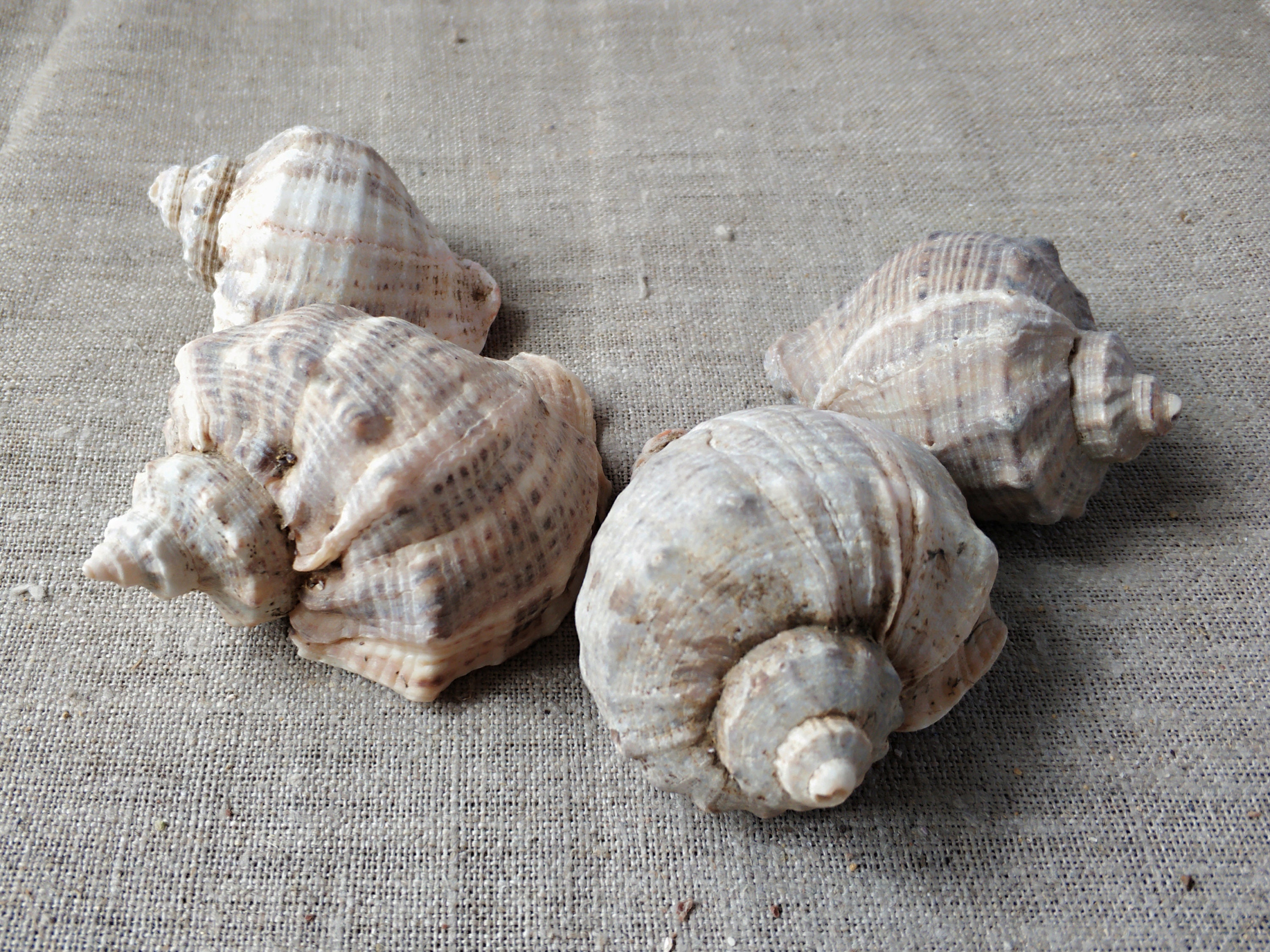 Conch Shell Beach Home Decor - Set 4 Different Genuine Sea Shells ...